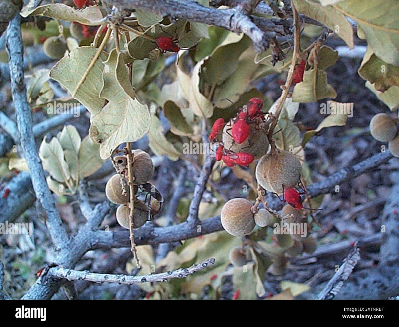 Jacket plum (Pappea capensis) Plantae Stock Photo - Alamy