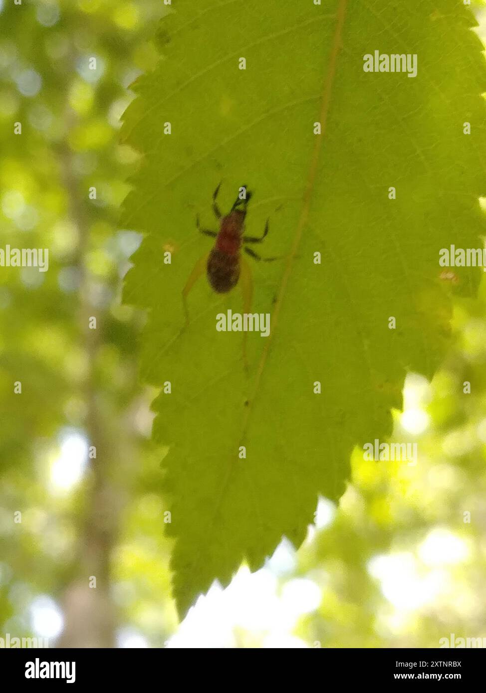 Red-headed Bush Cricket (Phyllopalpus pulchellus) Insecta Stock Photo ...