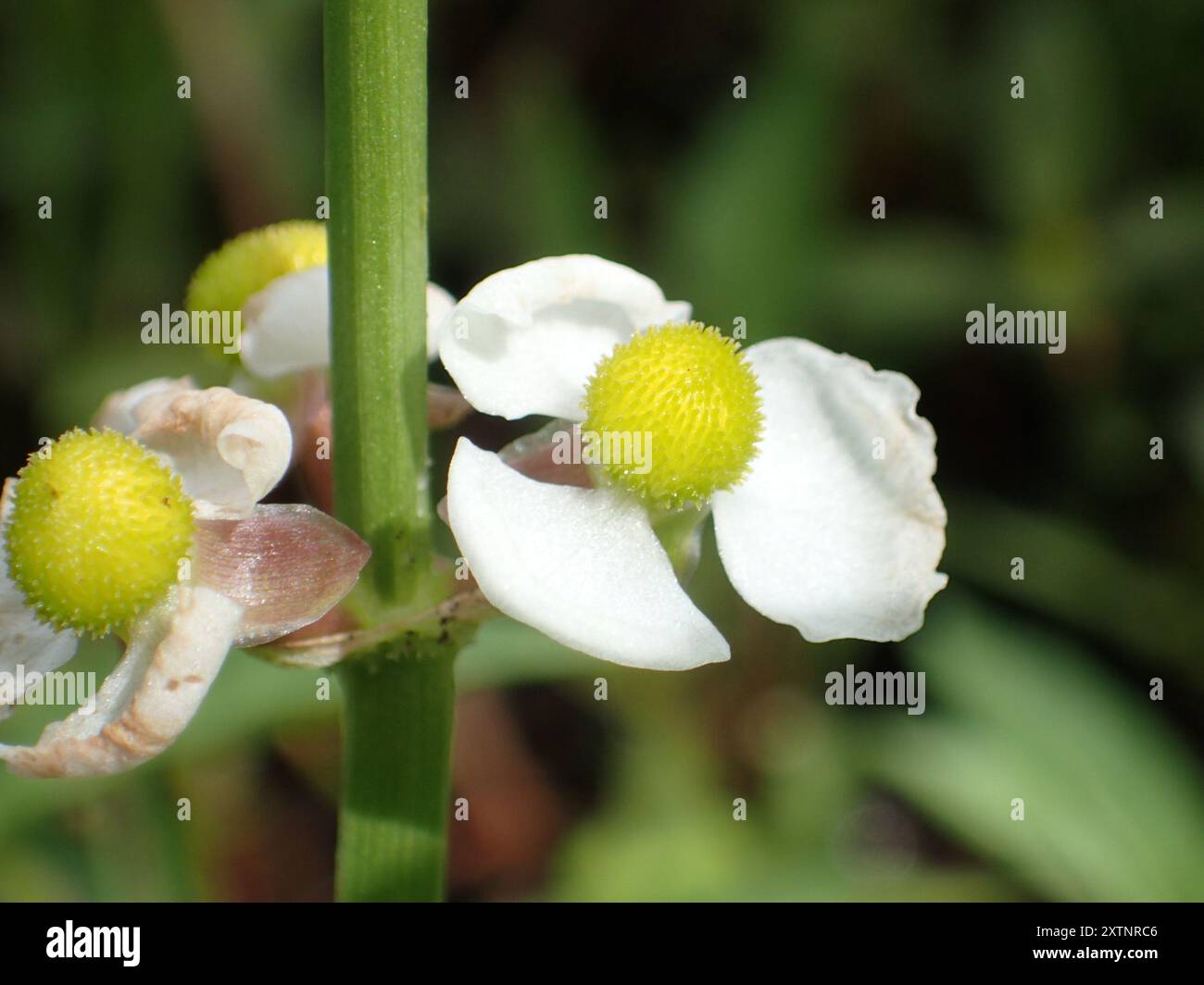 Chinese Arrowhead (Sagittaria trifolia) Plantae Stock Photo - Alamy