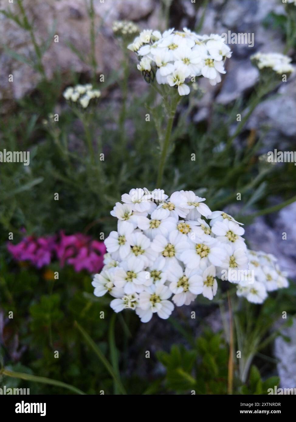 Silvery Yarrow (Achillea clavennae) Plantae Stock Photo - Alamy