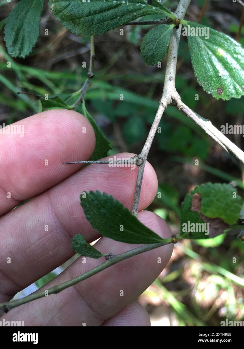 green hawthorn (Crataegus viridis) Plantae Stock Photo - Alamy