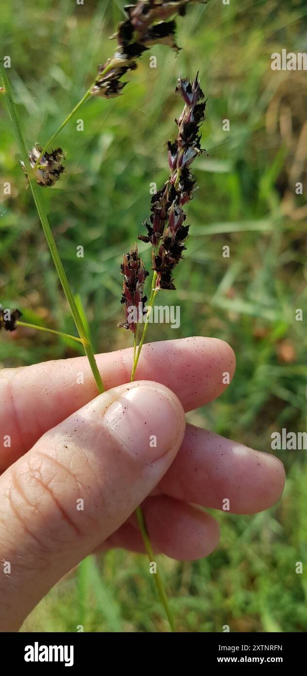 grasses, sedges, cattails, and allies (Poales) Plantae Stock Photo - Alamy