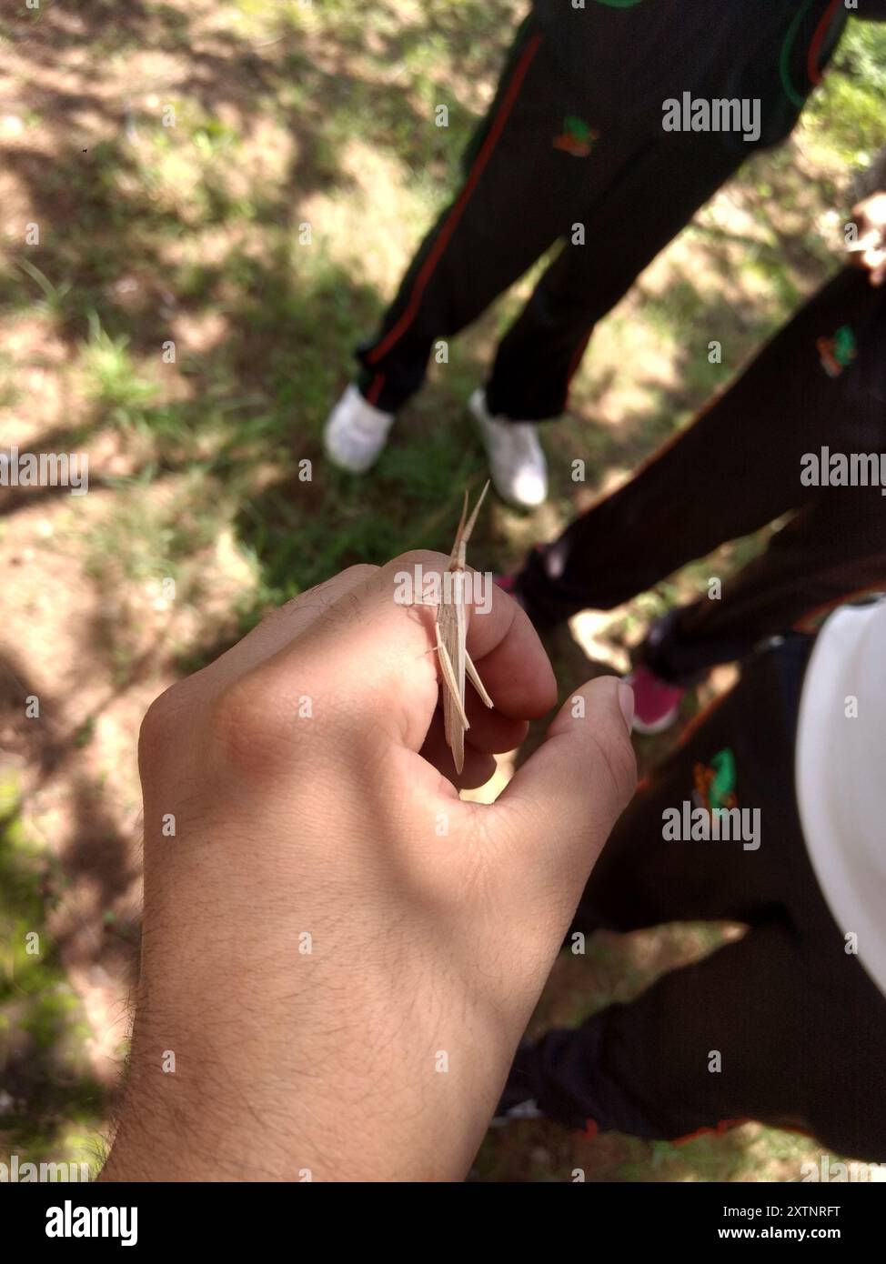 Sumichrast Toothpick Grasshopper (Achurum sumichrasti) Insecta Stock ...