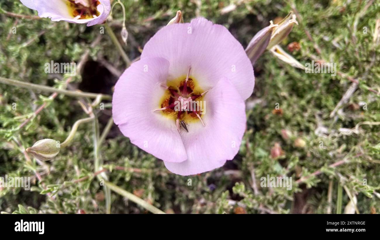 winding mariposa lily (Calochortus flexuosus) Plantae Stock Photo - Alamy