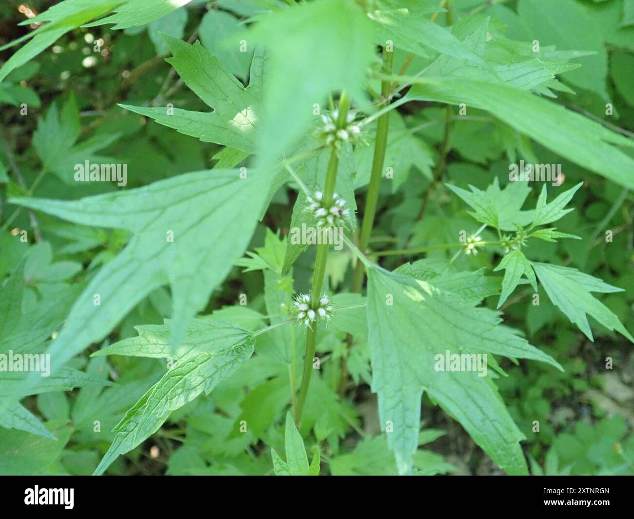 common motherwort (Leonurus cardiaca) Plantae Stock Photo - Alamy