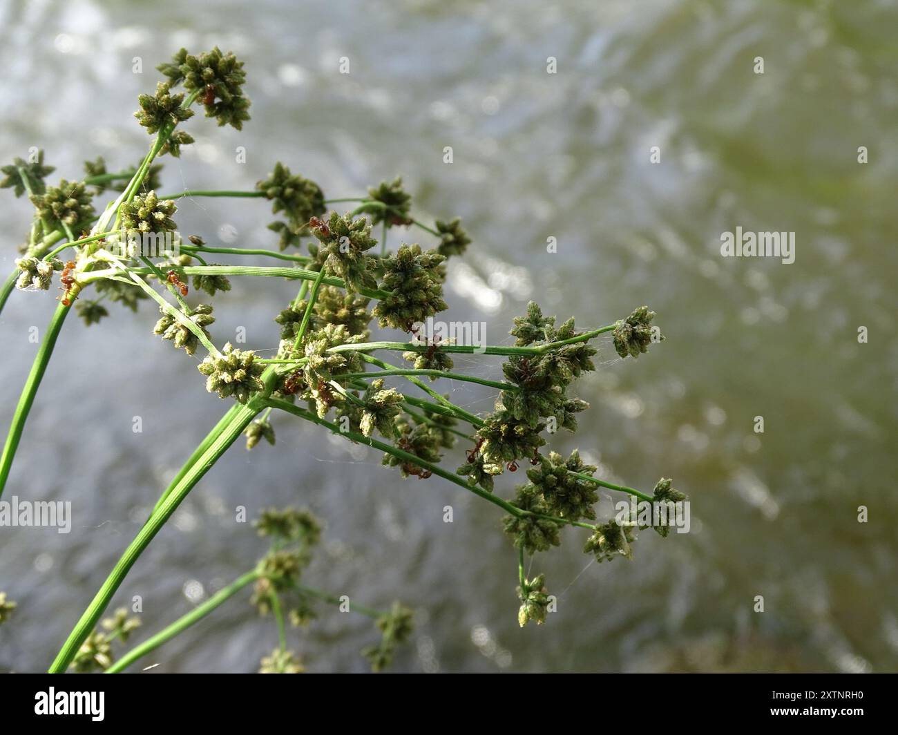 Panicled Bulrush (Scirpus microcarpus) Plantae Stock Photo - Alamy