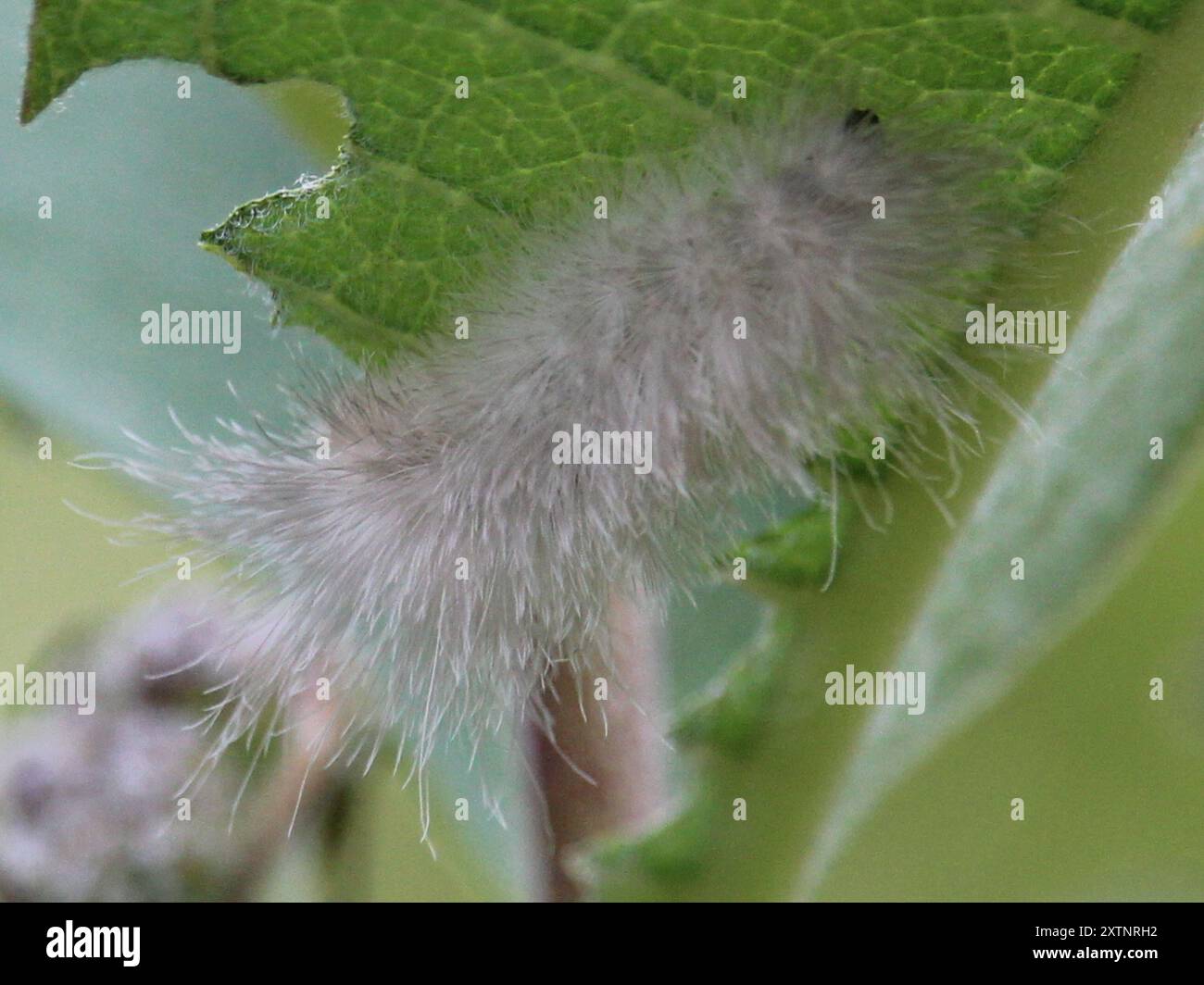 Delicate Cycnia Moth (Cycnia tenera) Insecta Stock Photo - Alamy