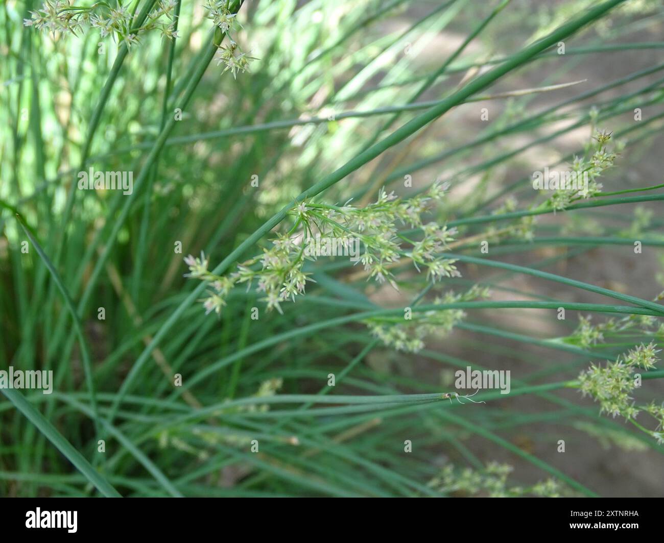 Hard Rush (Juncus inflexus) Plantae Stock Photo - Alamy
