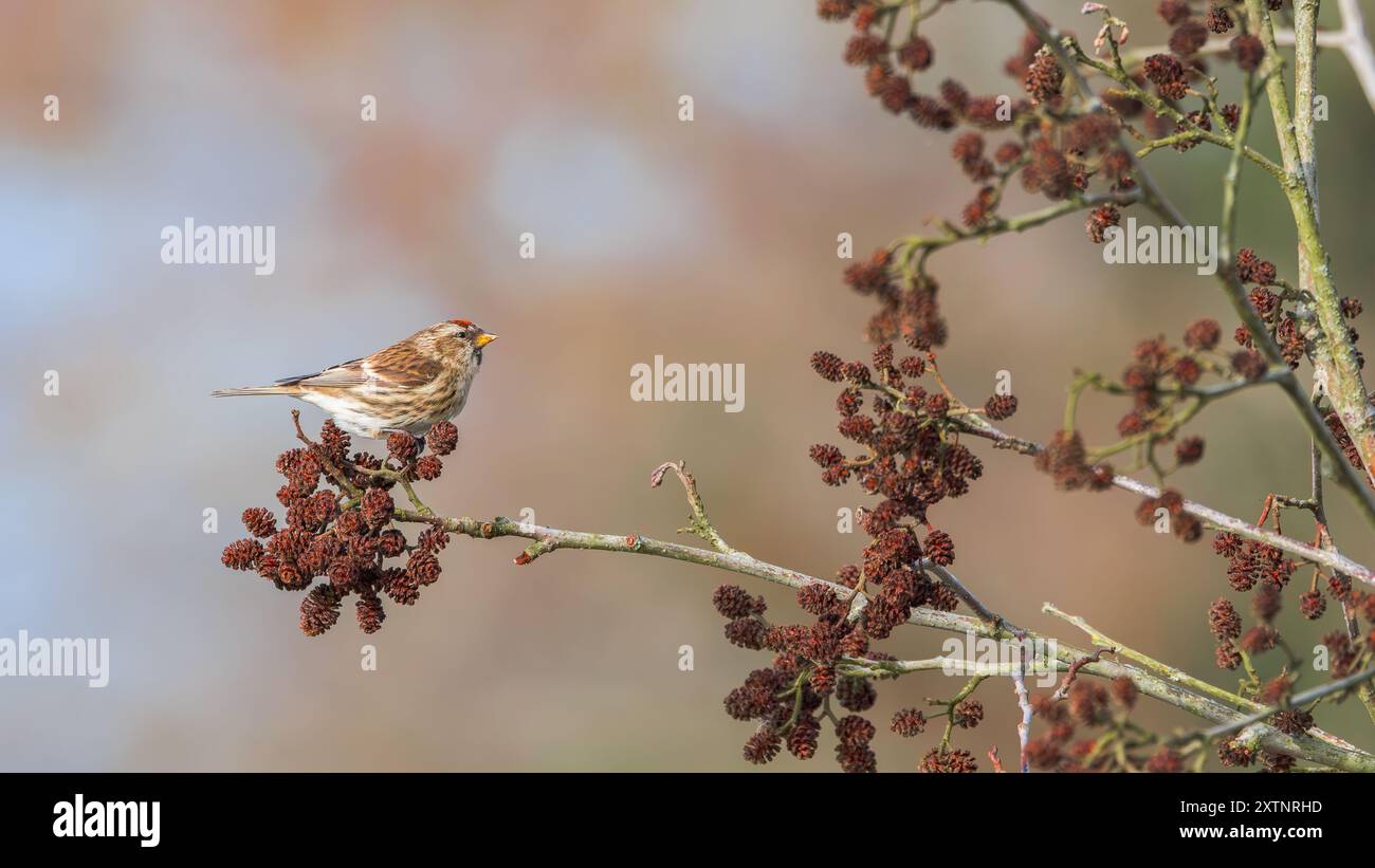 Acanthis flammea flammea hi-res stock photography and images - Alamy