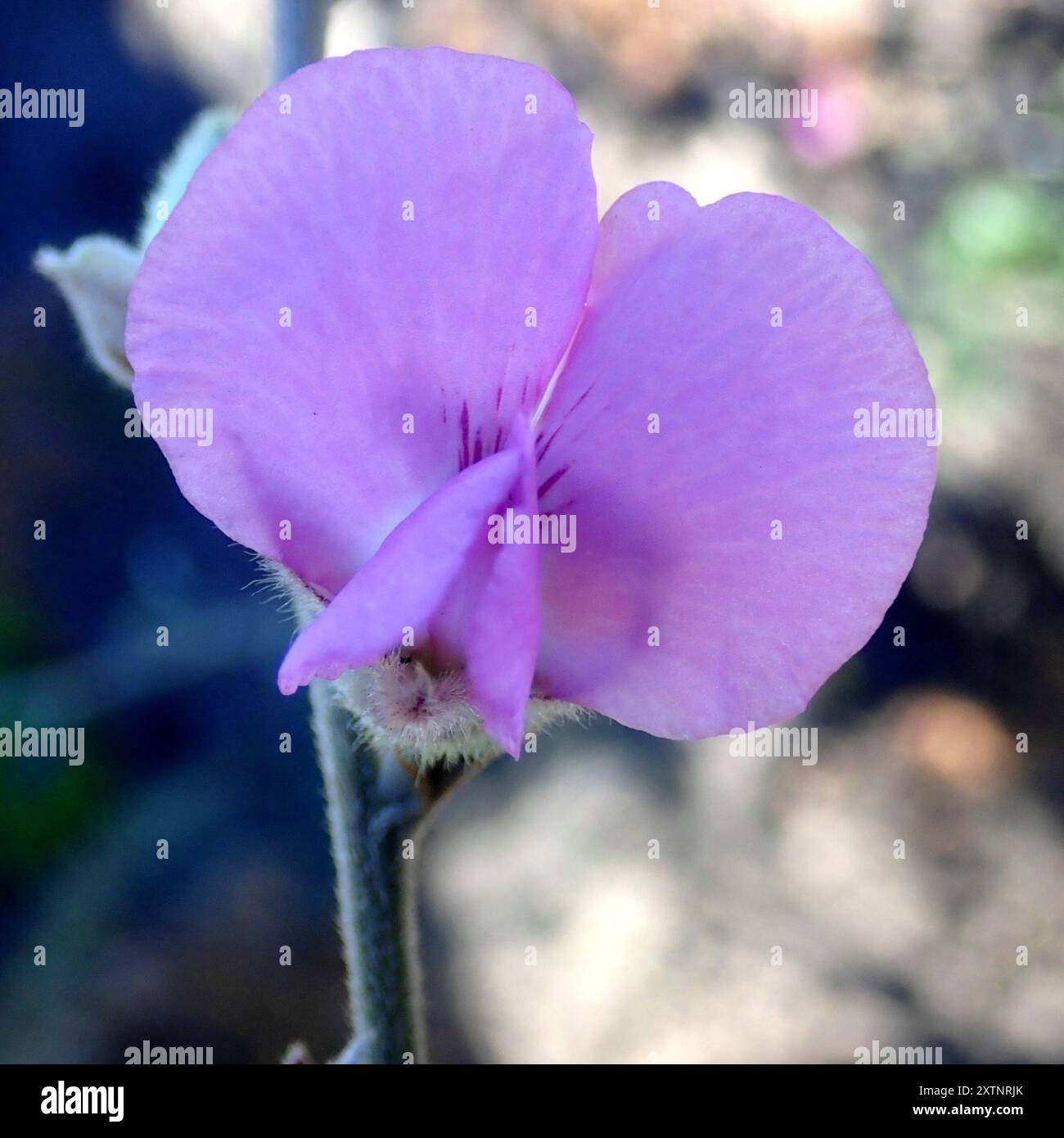 Hairy Capesweetpea (Podalyria burchellii) Plantae Stock Photo - Alamy