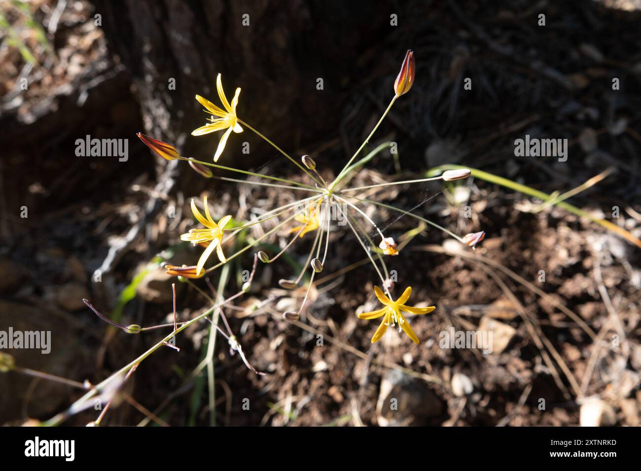 goldenstar (Bloomeria crocea) Plantae Stock Photo - Alamy
