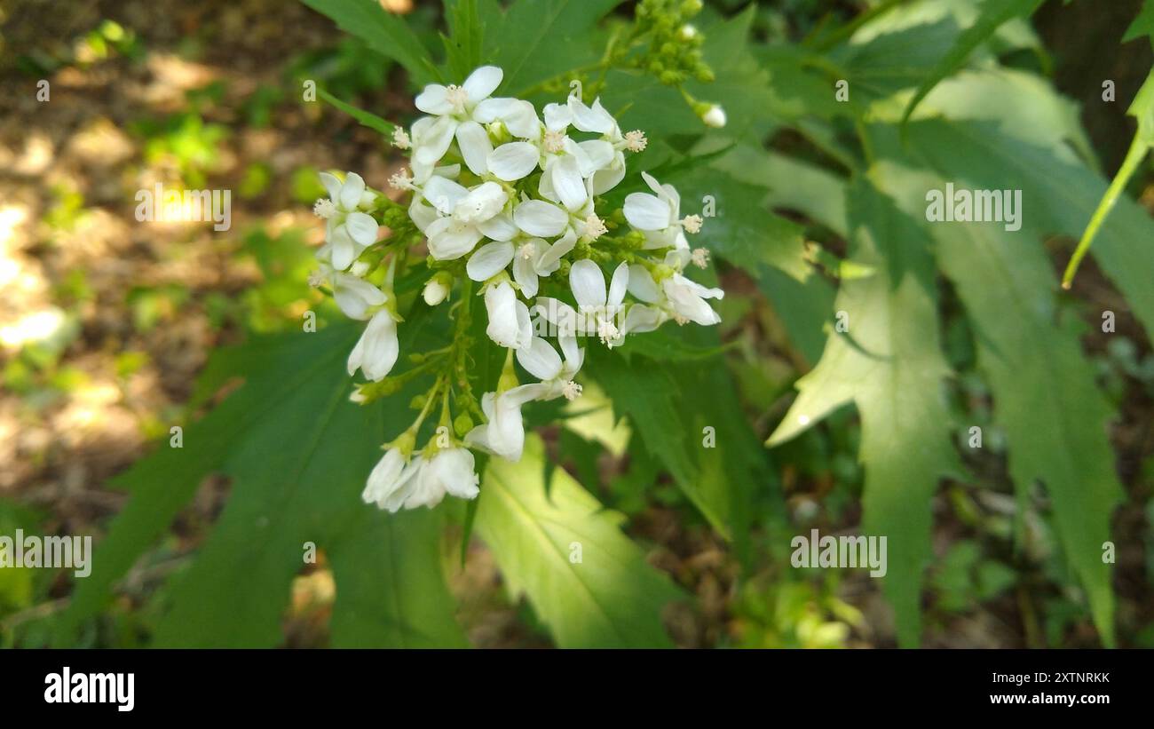 Glade Mallow (Napaea dioica) Plantae Stock Photo - Alamy