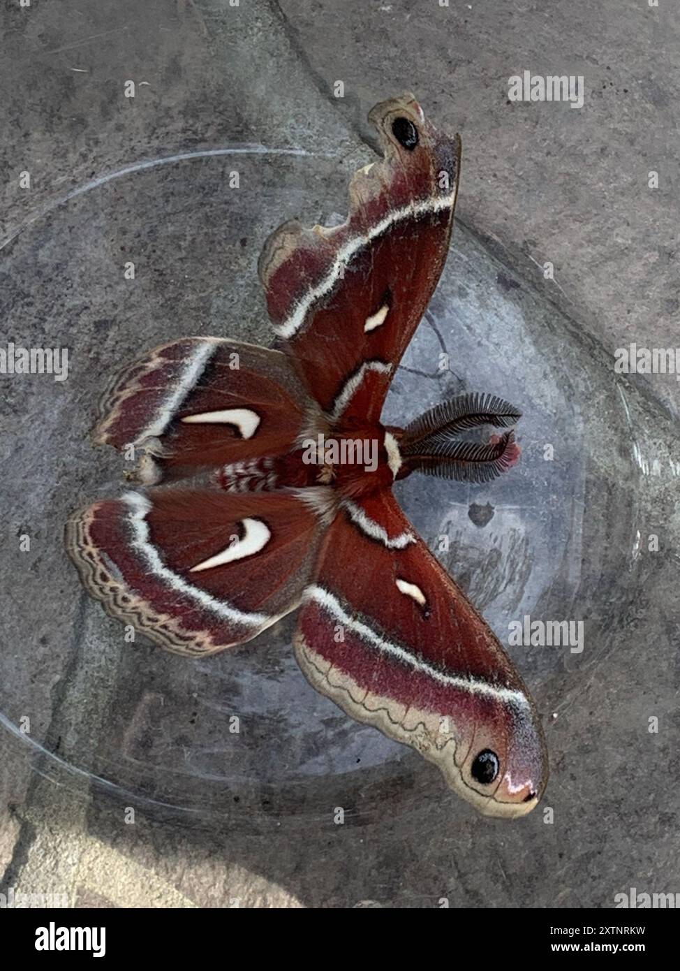 Ceanothus Silk Moth (Hyalophora euryalus) Insecta Stock Photo - Alamy