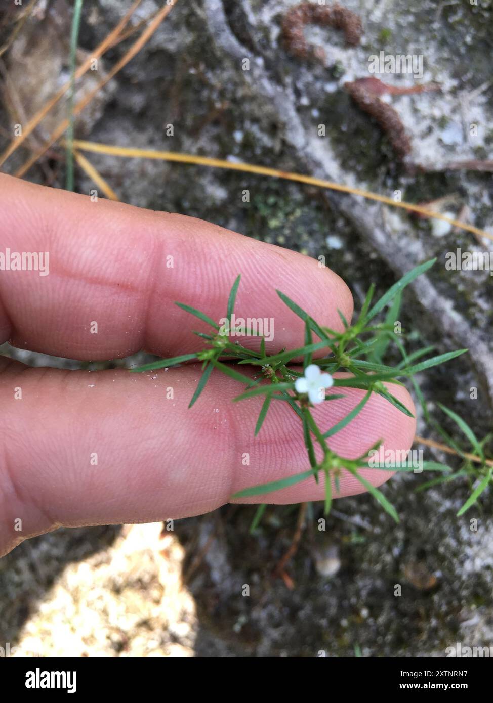 Rust Weed (Polypremum procumbens) Plantae Stock Photo - Alamy