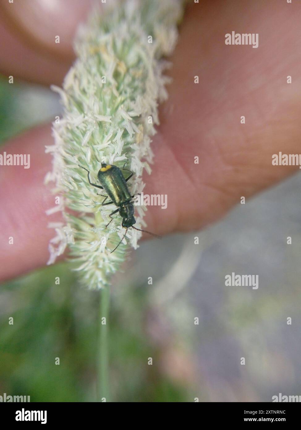 (Clanoptilus emarginatus) Insecta Stock Photo - Alamy