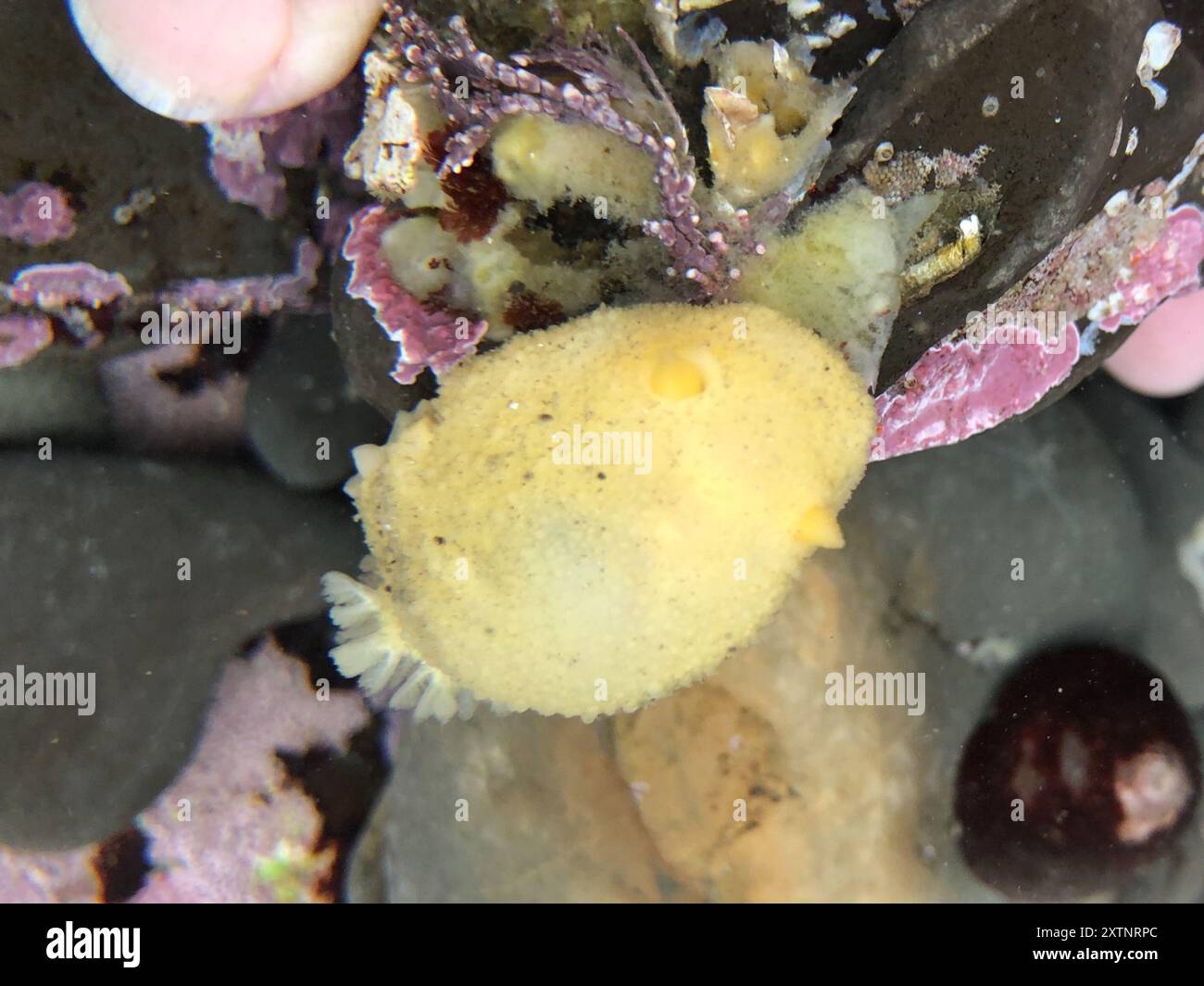 Monterey Dorid (Doris montereyensis) Mollusca Stock Photo - Alamy