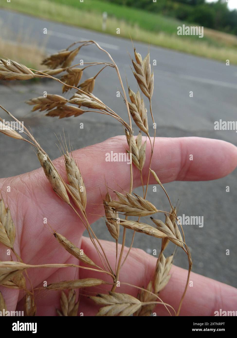 Rye Brome (Bromus secalinus) Plantae Stock Photo - Alamy