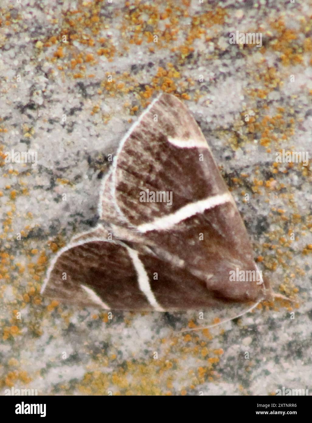 Short-lined Chocolate (Argyrostrotis anilis) Insecta Stock Photo - Alamy