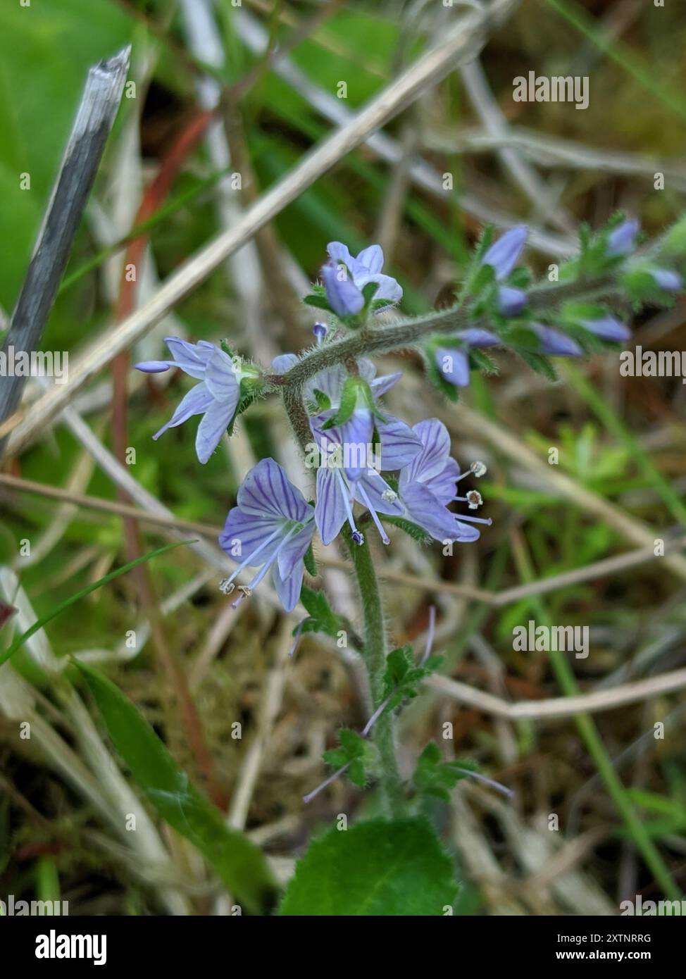 heath speedwell (Veronica officinalis) Plantae Stock Photo - Alamy