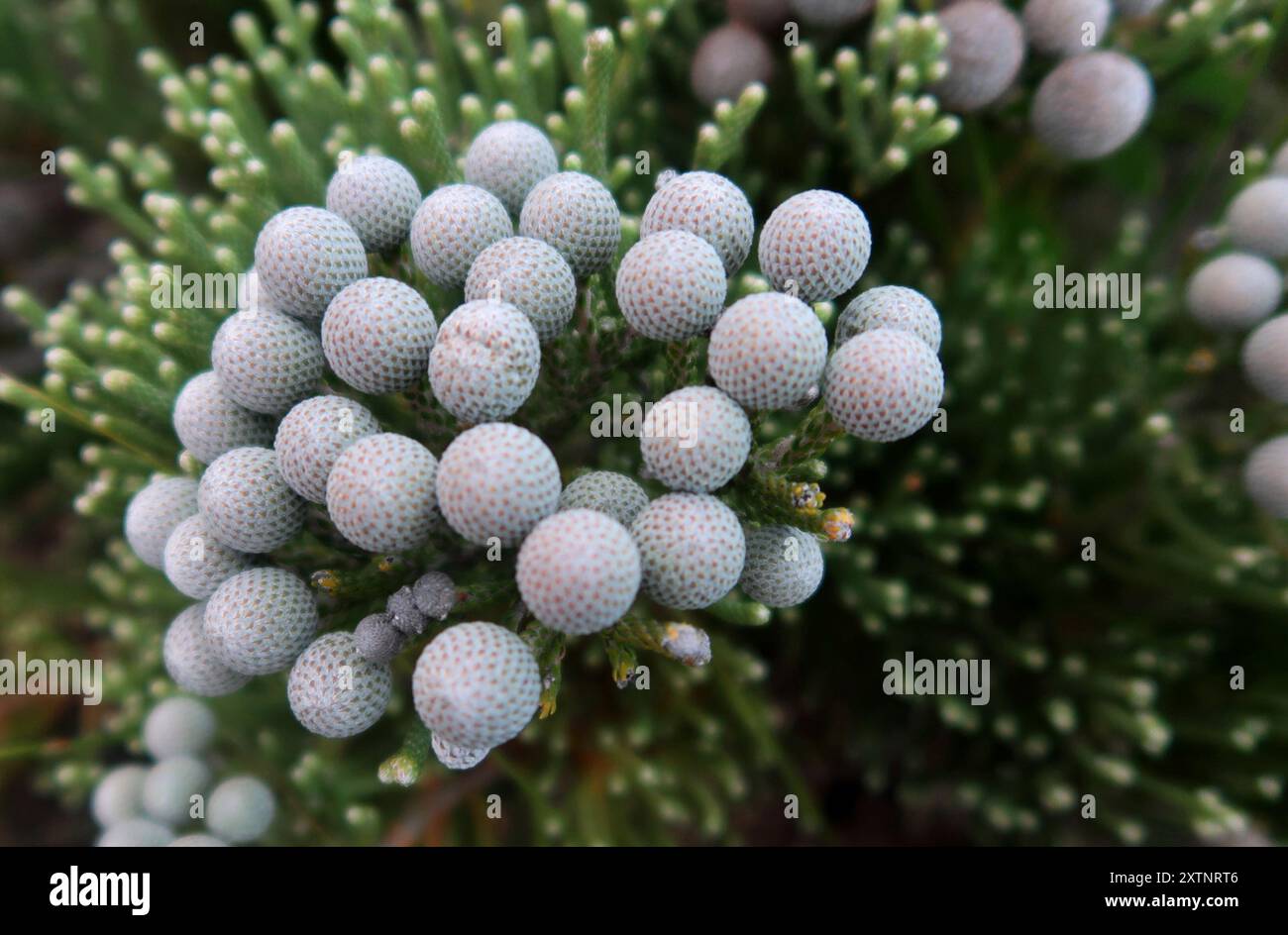 Cone Stompie (Brunia noduliflora) Plantae Stock Photo - Alamy