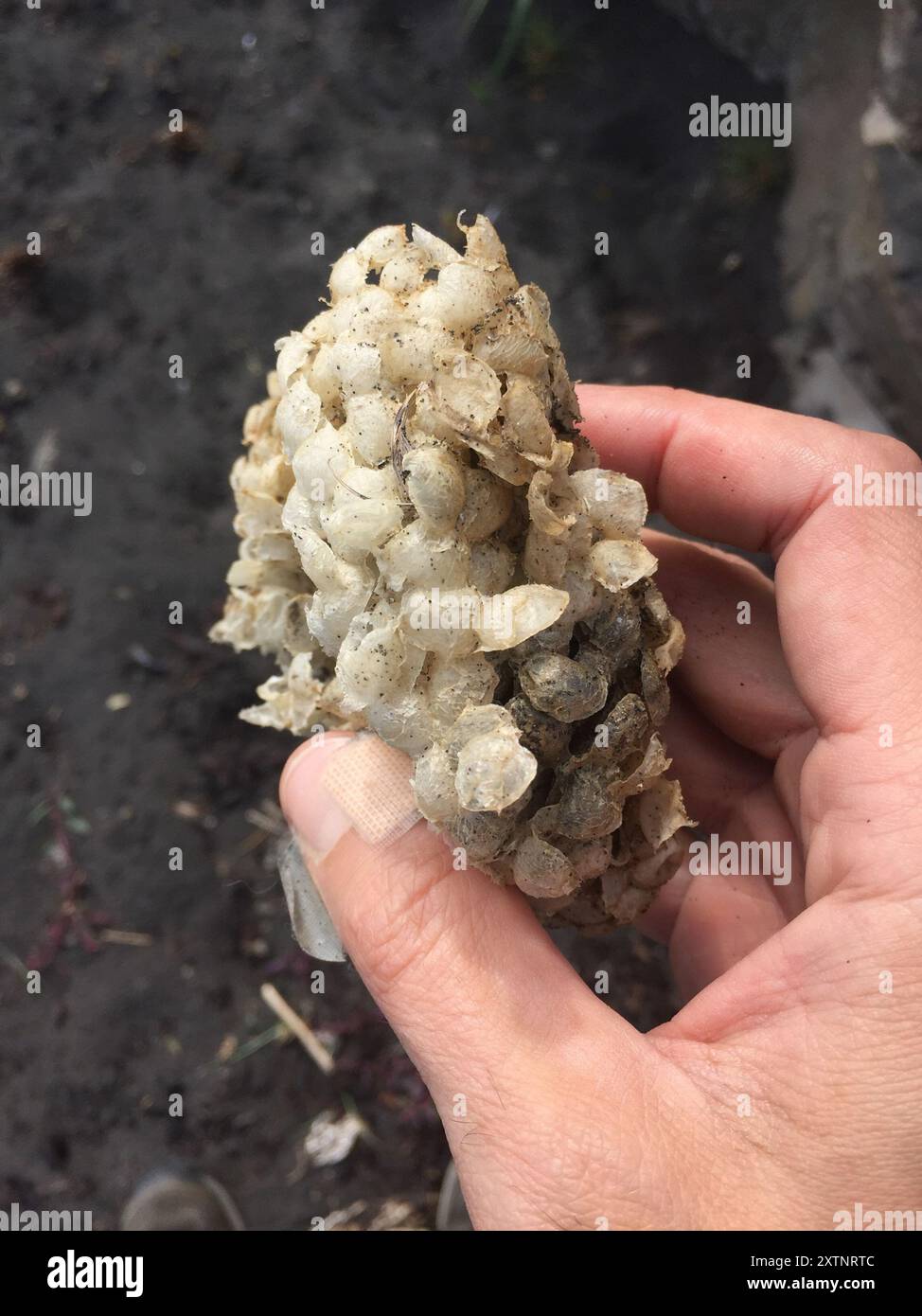 True Whelks (Buccinidae) Mollusca Stock Photo - Alamy
