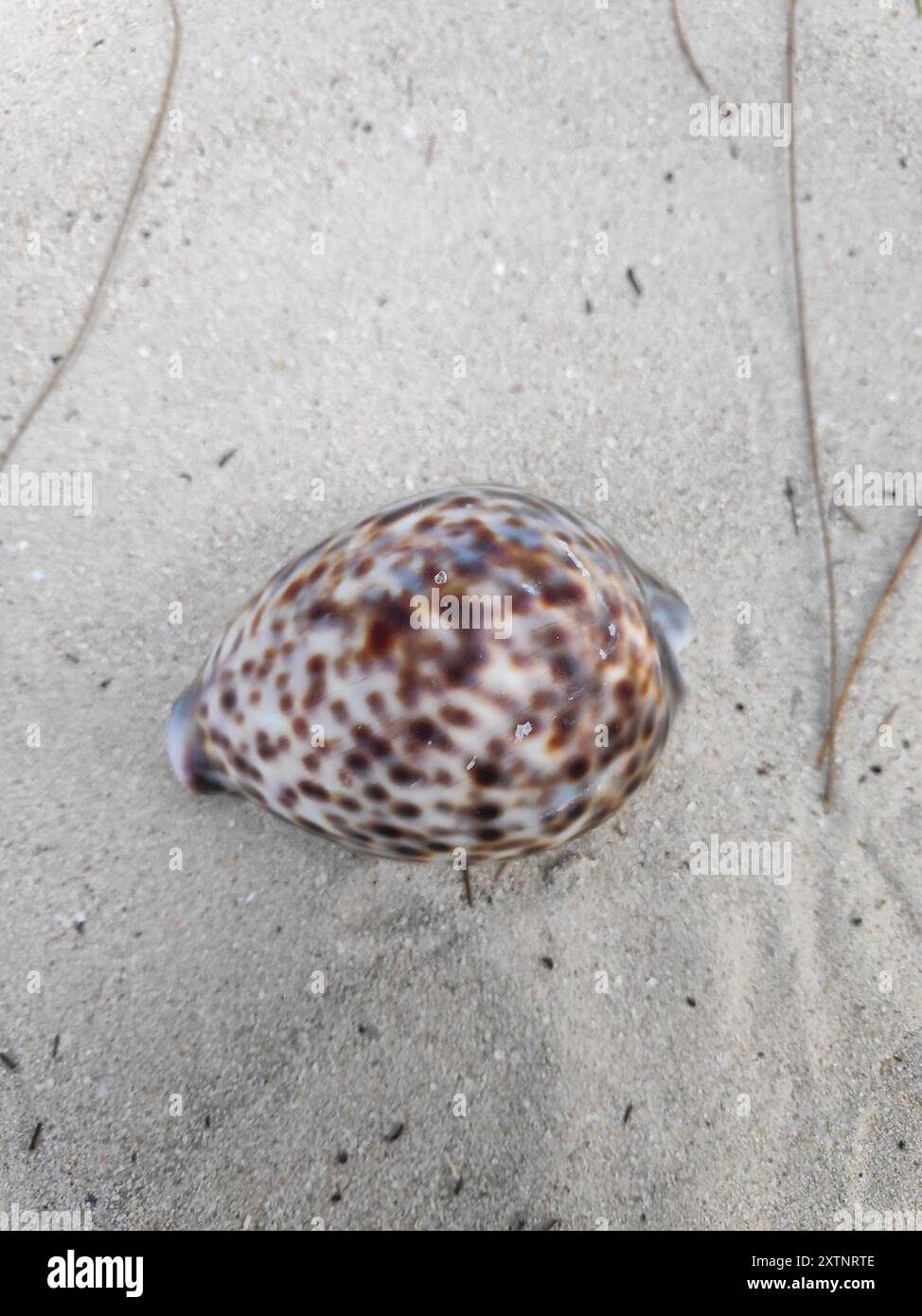 Tiger Cowry (Cypraea tigris) Mollusca Stock Photo - Alamy