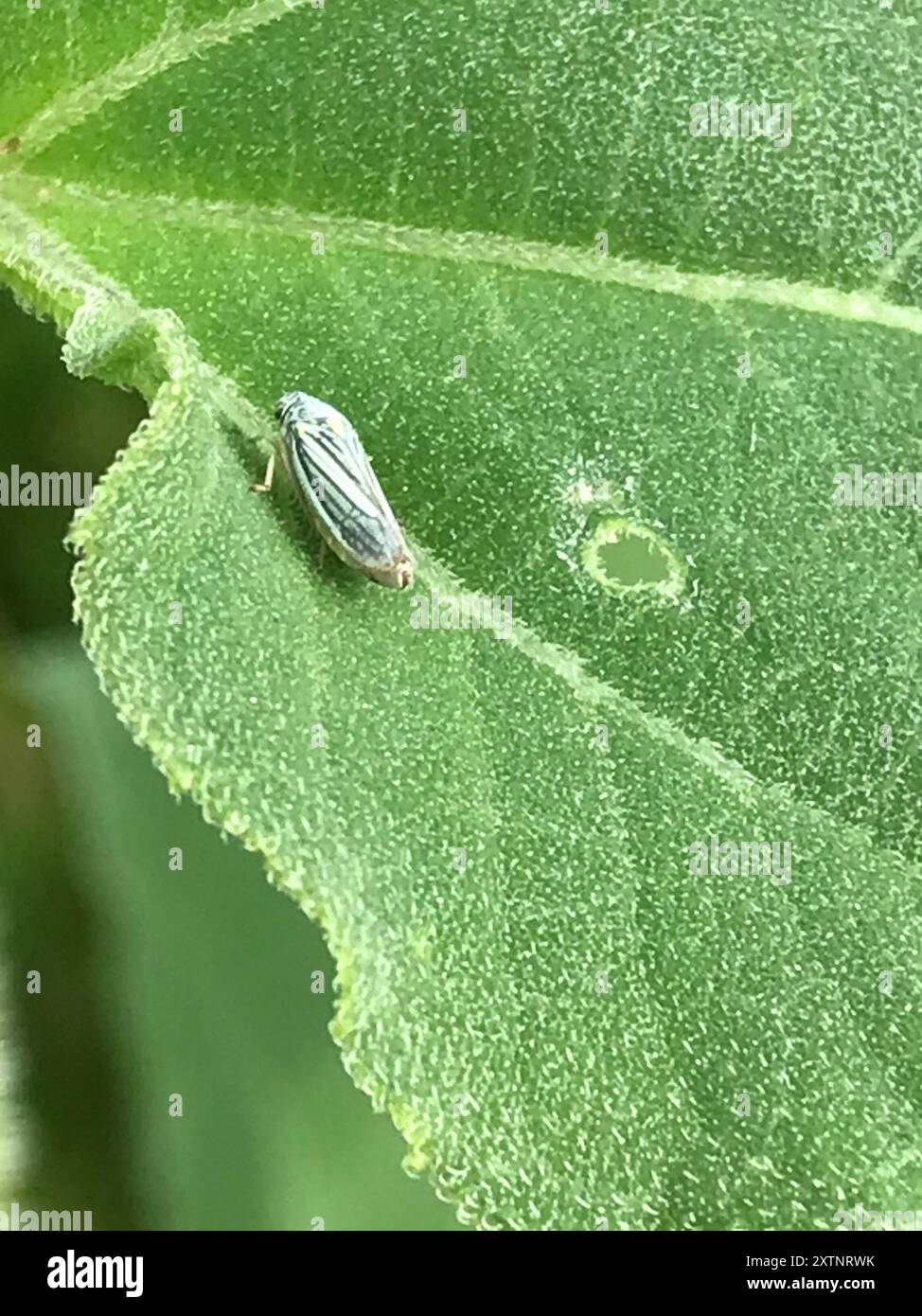 (Graphocephala hieroglyphica) Insecta Stock Photo - Alamy