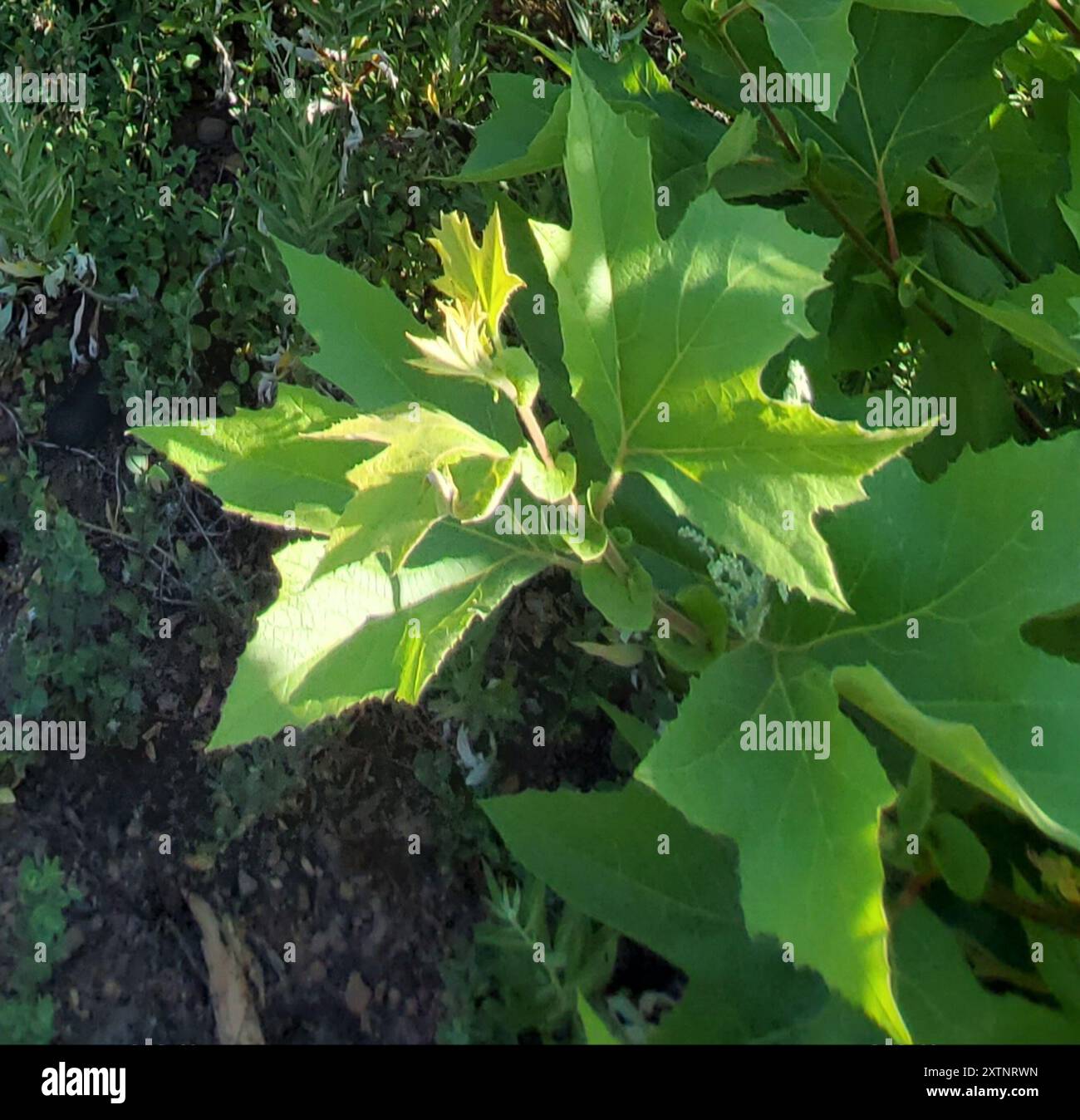 western sycamore (Platanus racemosa) Plantae Stock Photo - Alamy