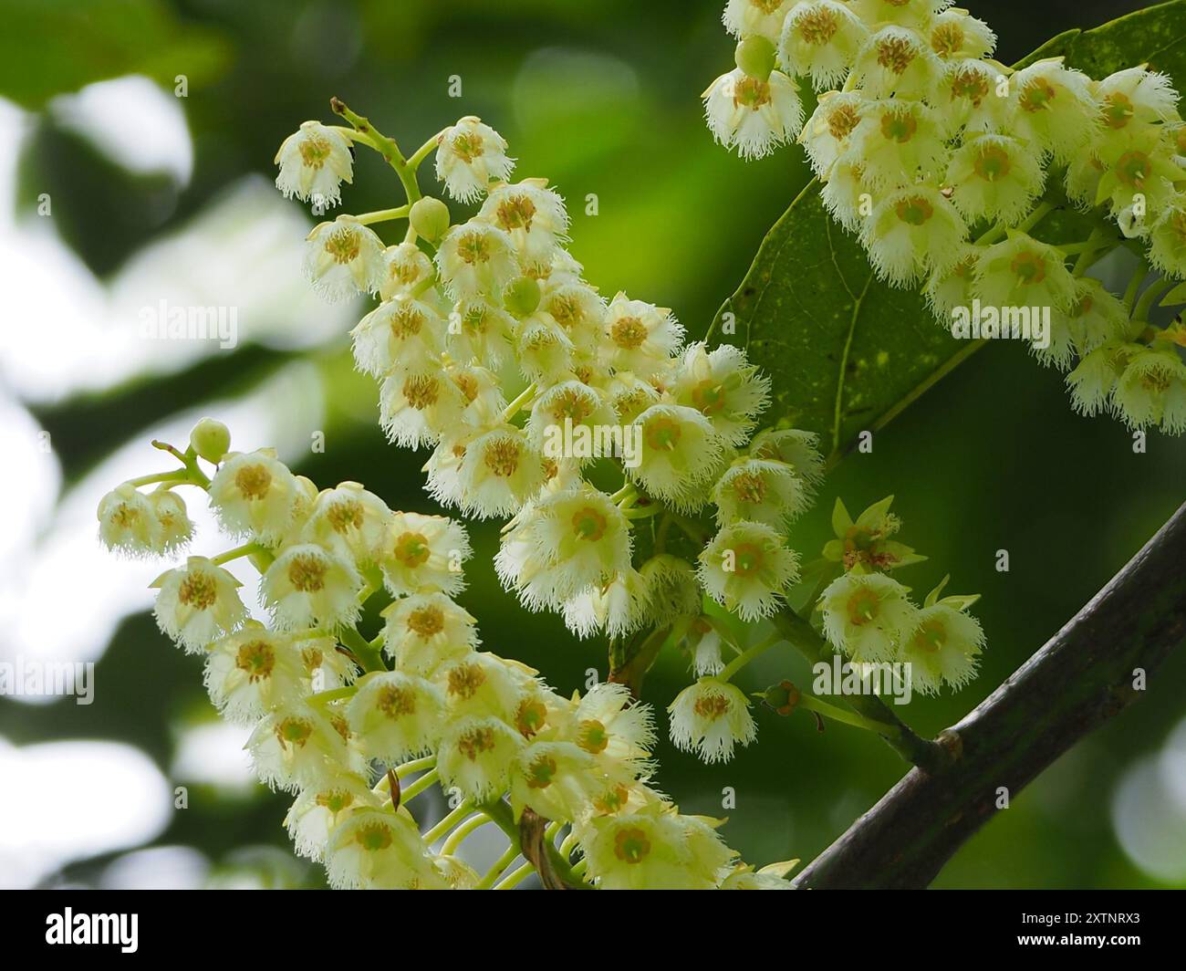 Ceylon olive (Elaeocarpus serratus) Plantae Stock Photo - Alamy