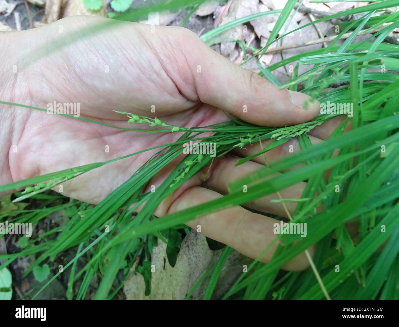 Carex sect. Paniceae (Paniceae) Plantae Stock Photo - Alamy