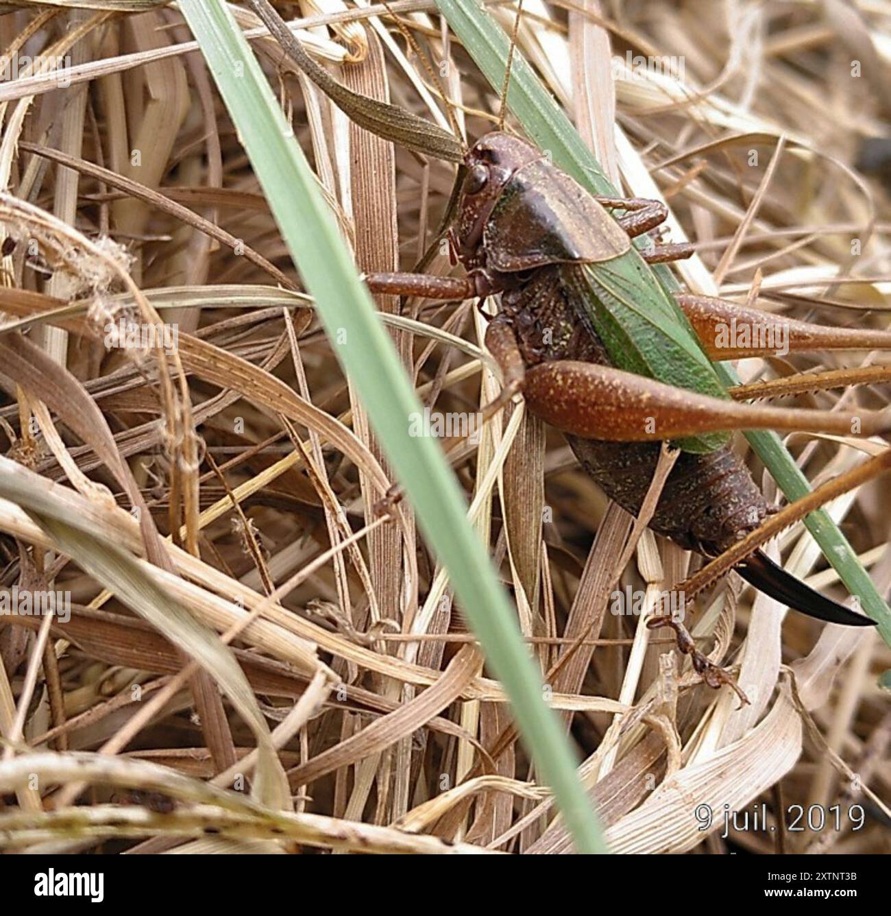 Basque Wide-winged Bush-cricket (Zeuneriana abbreviata) Insecta Stock ...