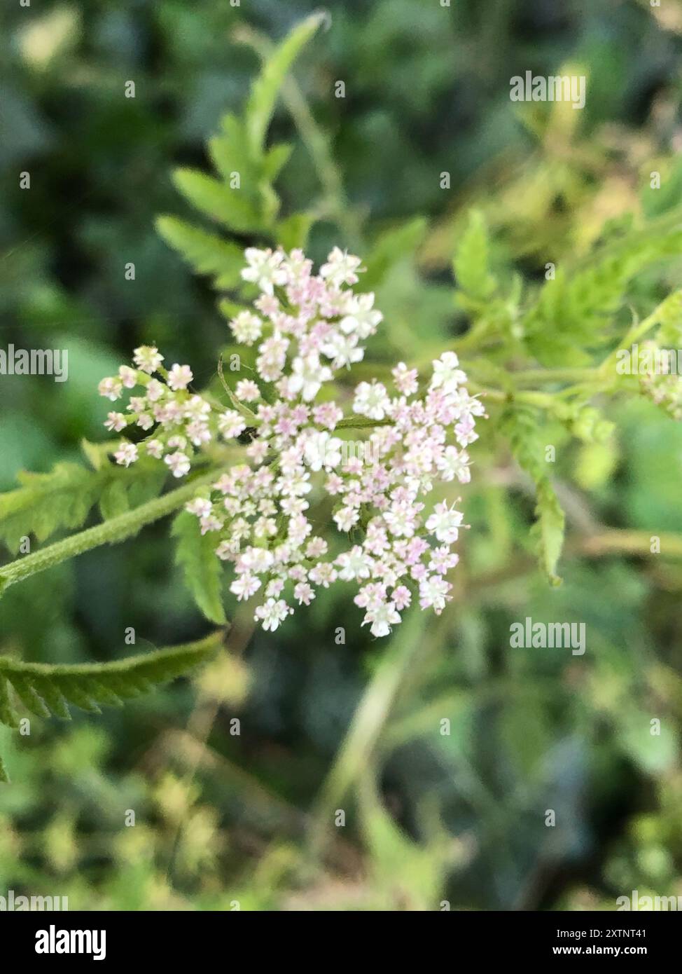 upright hedge-parsley (Torilis japonica) Plantae Stock Photo - Alamy
