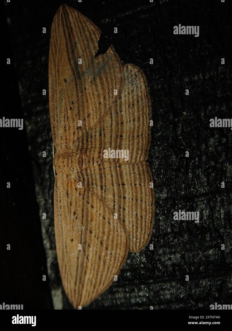 Cabbage tree moth (Epiphryne verriculata) Insecta Stock Photo - Alamy
