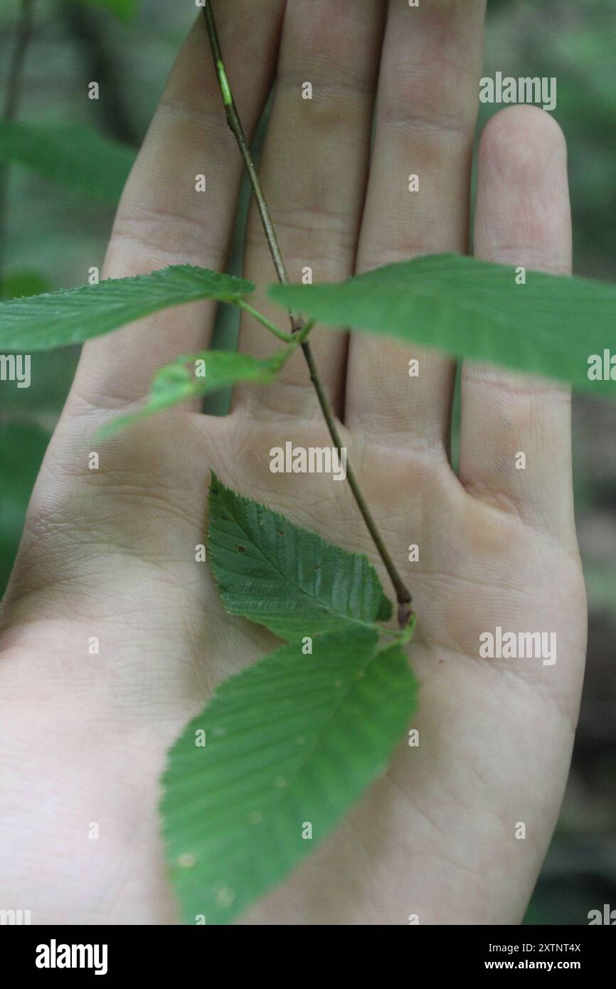 sweet birch (Betula lenta) Plantae Stock Photo - Alamy