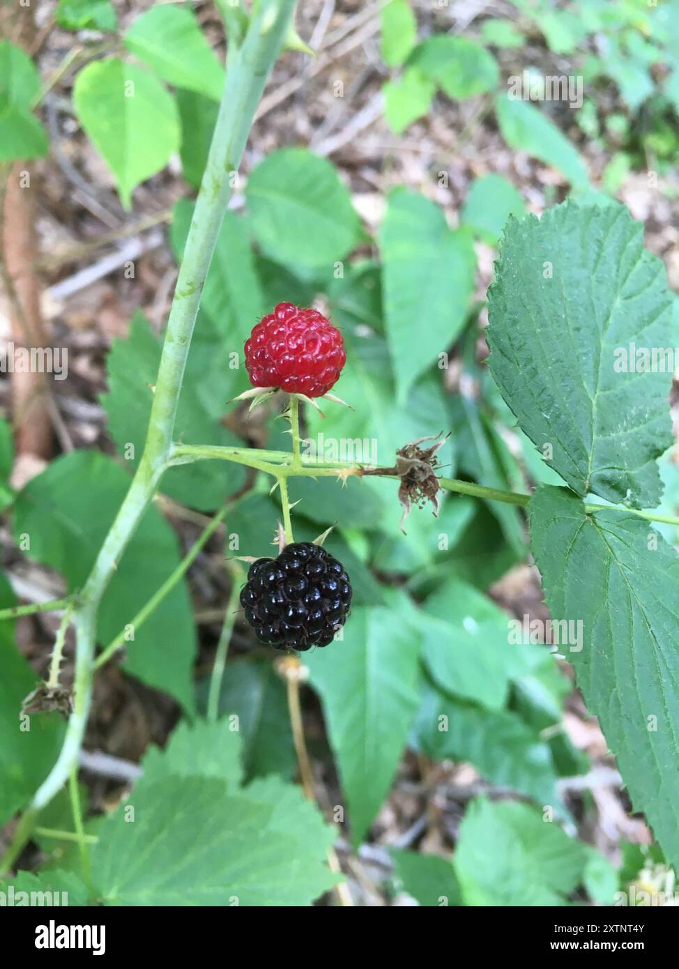 black raspberry (Rubus occidentalis) Plantae Stock Photo - Alamy