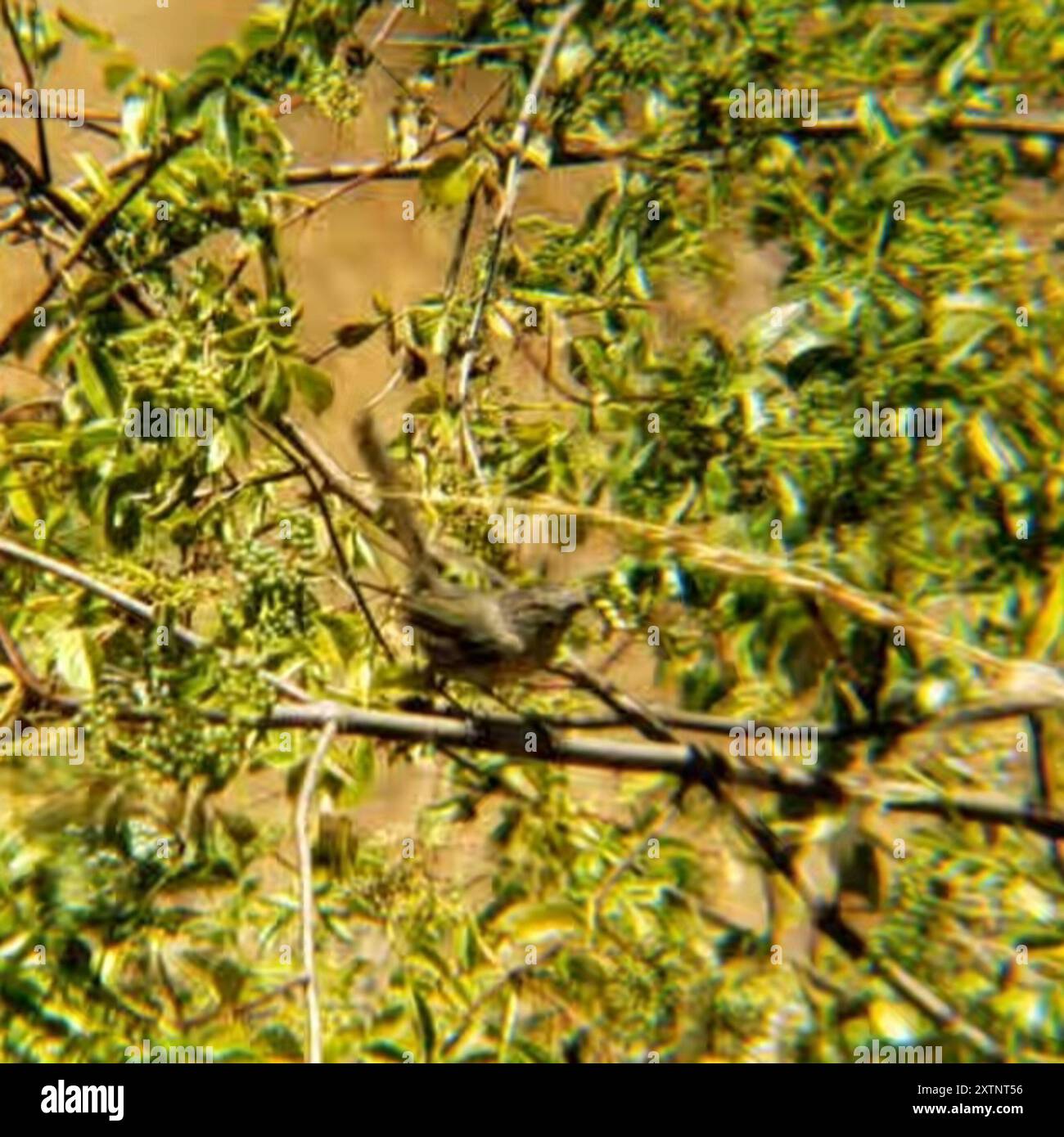 Wrentit (Chamaea fasciata) Aves Stock Photo - Alamy