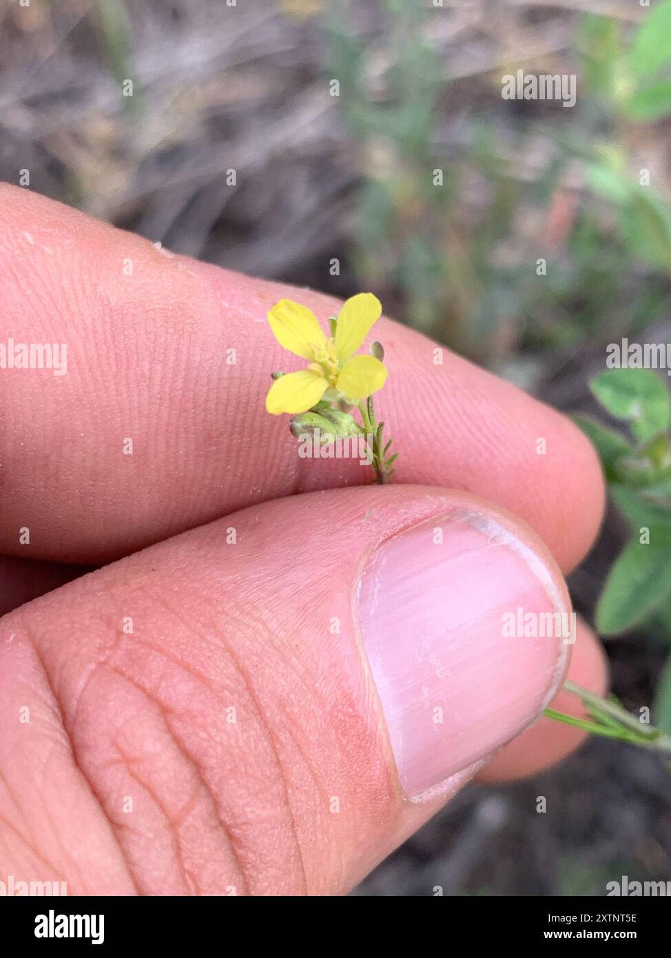 Tall Tumblemustard (Sisymbrium altissimum) Plantae Stock Photo - Alamy