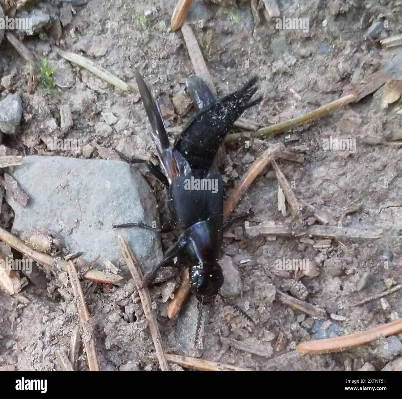 Hornet Rove-beetle (Quedius dilatatus) Insecta Stock Photo - Alamy