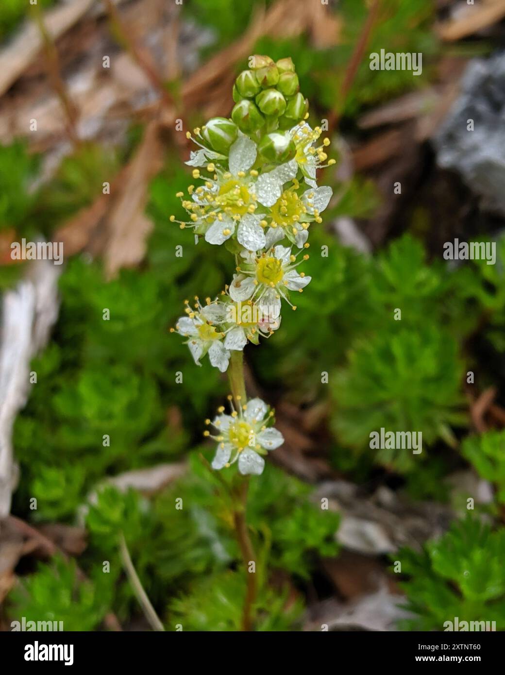 Partridgefoot (Luetkea pectinata) Plantae Stock Photo - Alamy