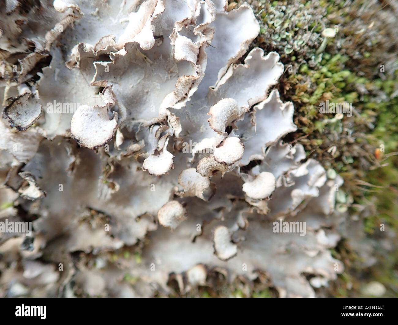 pelt lichens (Peltigera) Fungi Stock Photo - Alamy