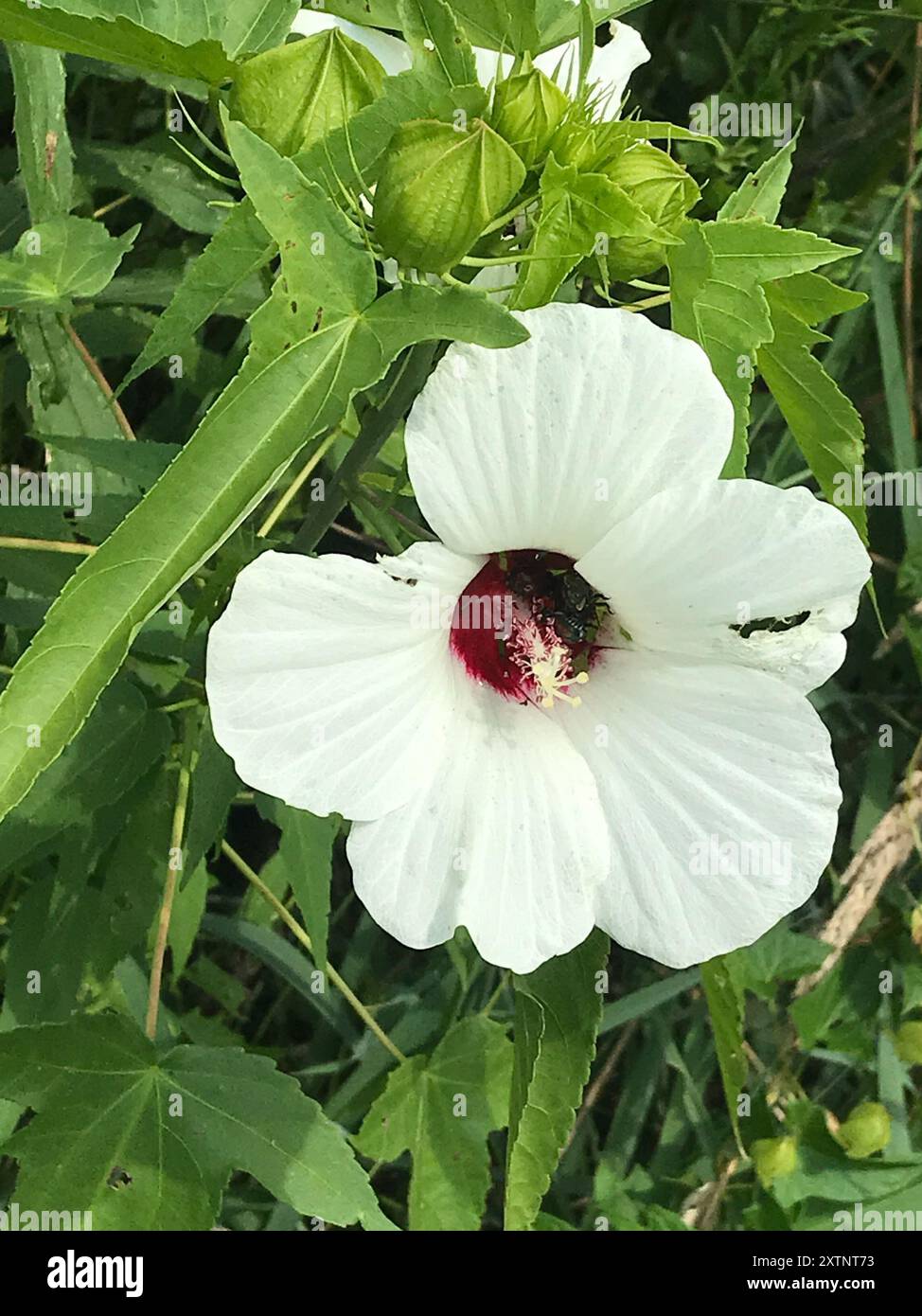 Halberd-leaf Rosemallow (Hibiscus laevis) Plantae Stock Photo - Alamy
