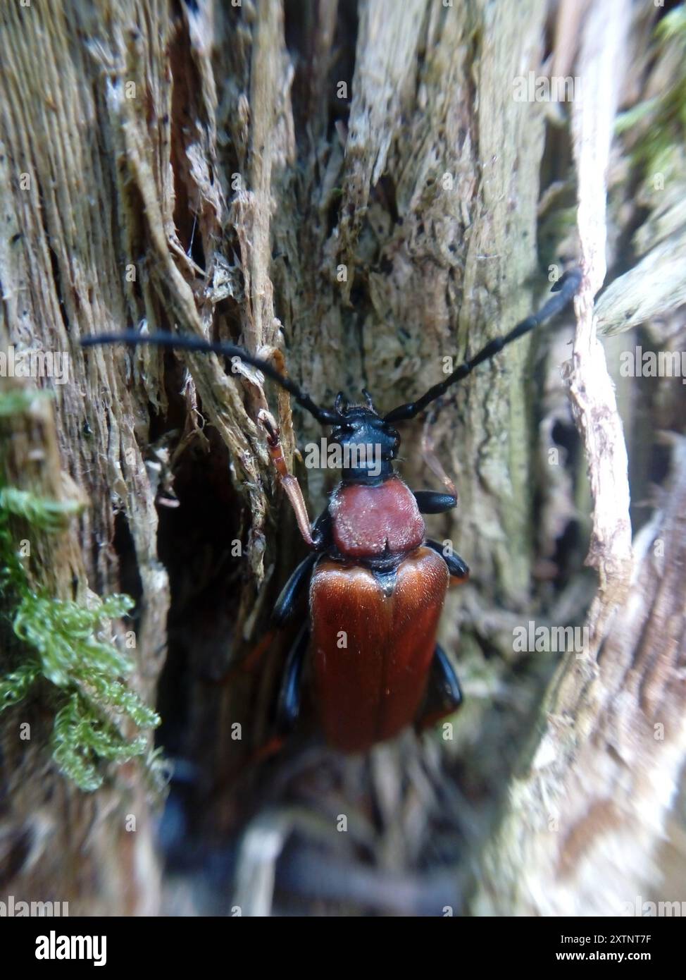 Red Pine Longhorn Beetle (Stictoleptura rubra) Insecta Stock Photo - Alamy