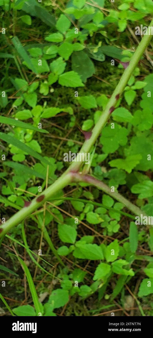 Common Dewberry (Rubus flagellaris) Plantae Stock Photo - Alamy