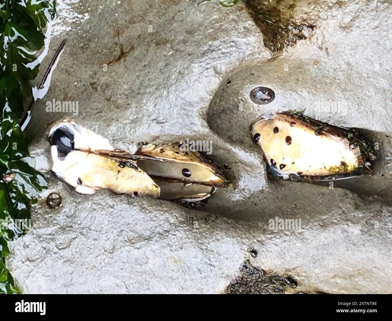 Scale-sided Piddock (Parapholas californica) Mollusca Stock Photo - Alamy