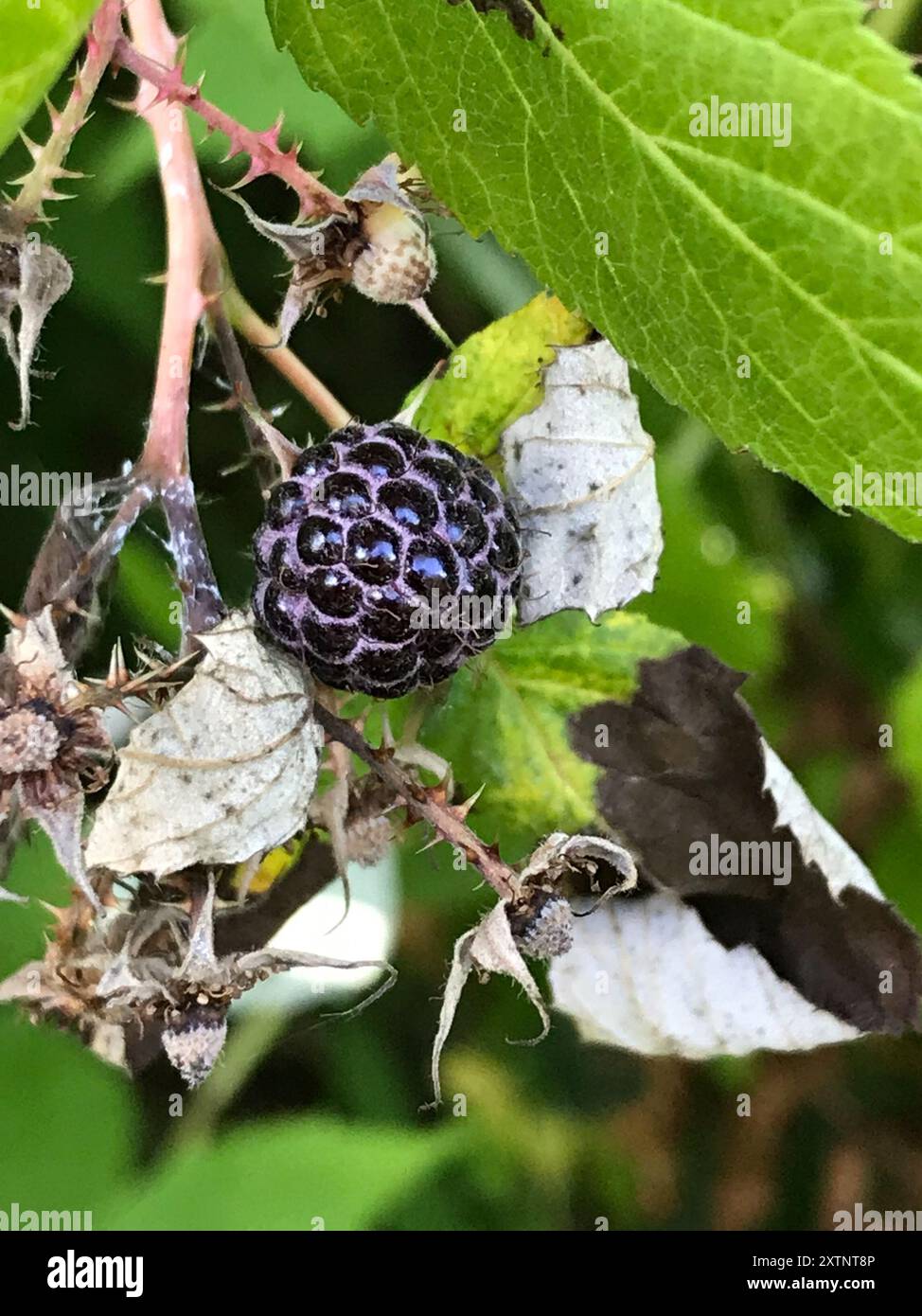 black raspberry (Rubus occidentalis) Plantae Stock Photo - Alamy