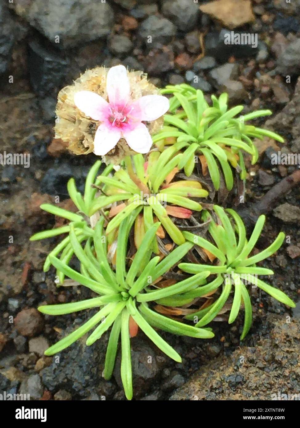 pink family (Caryophyllaceae) Plantae Stock Photo - Alamy