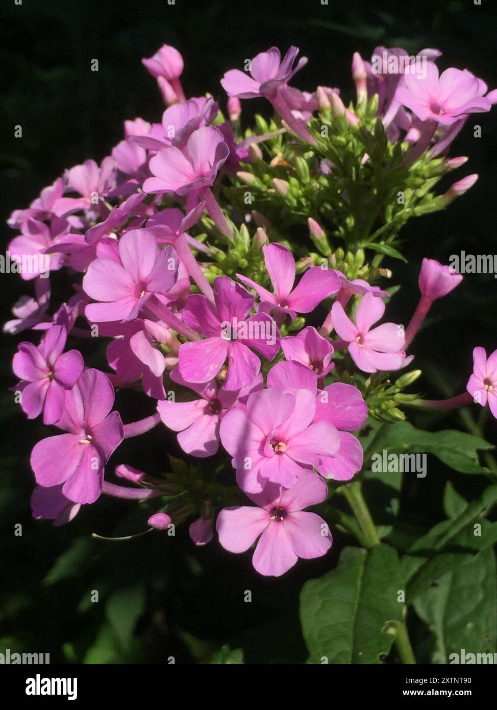 fall phlox (Phlox paniculata) Plantae Stock Photo - Alamy