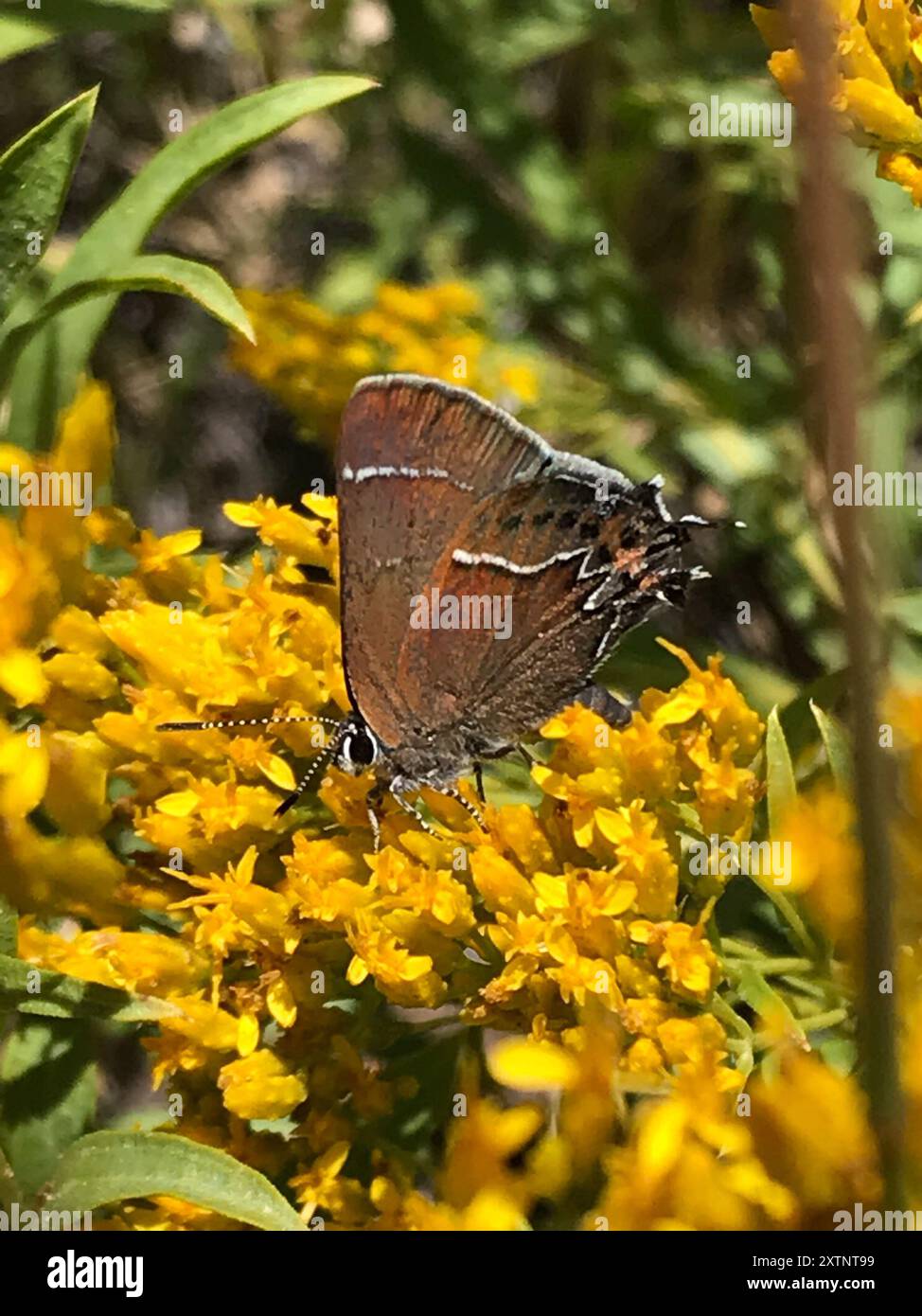 Callophrys spinetorum hi-res stock photography and images - Alamy