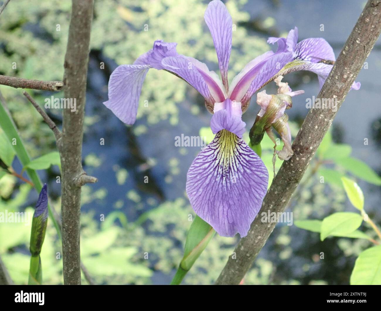 northern blue flag (Iris versicolor) Plantae Stock Photo - Alamy