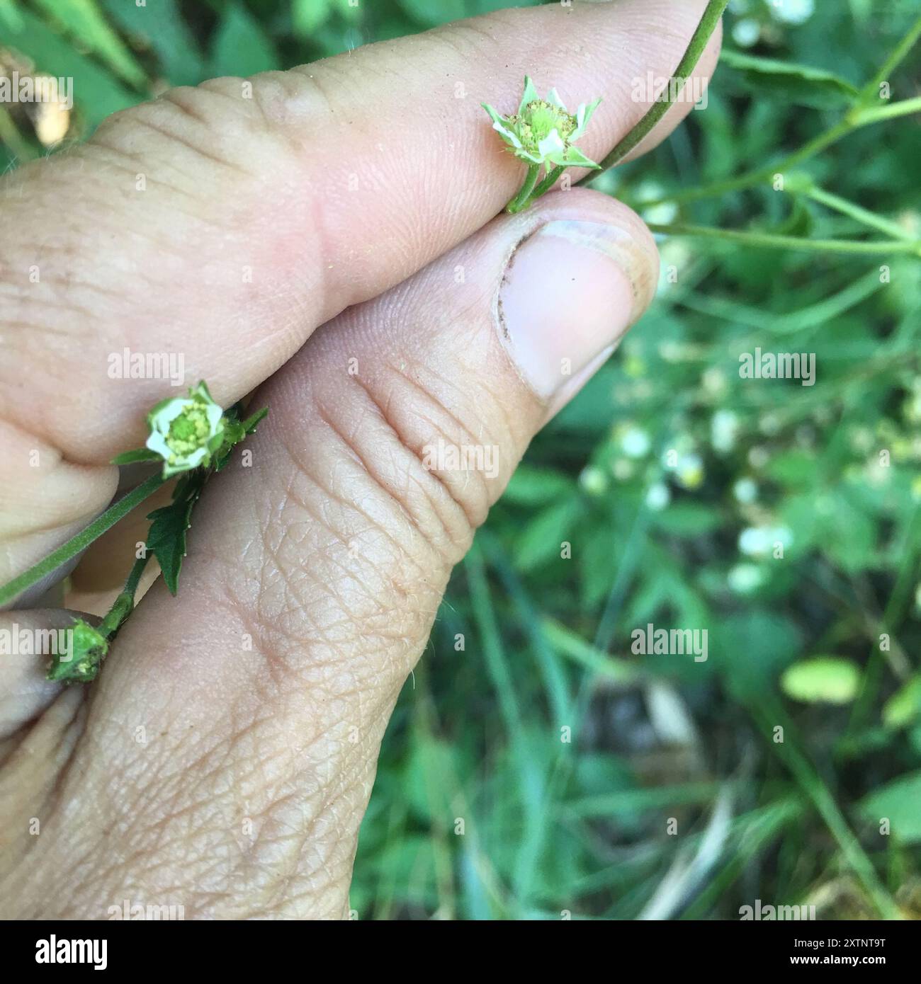white avens (Geum canadense) Plantae Stock Photo - Alamy